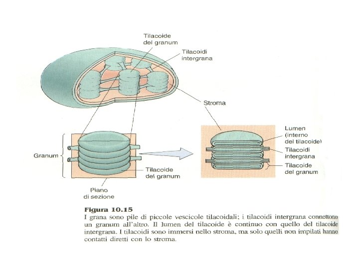 La cellula vegetale Plastidi cloroplasti amiloplasti ezioplasti proplastidi