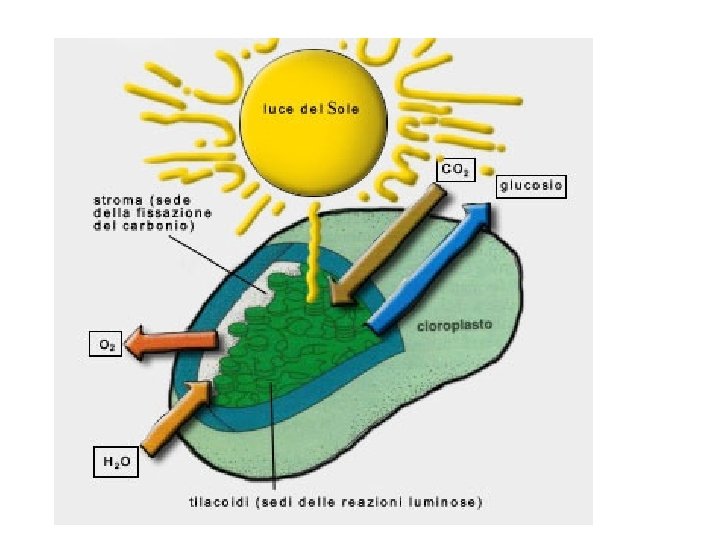 La cellula vegetale Plastidi cloroplasti amiloplasti ezioplasti proplastidi