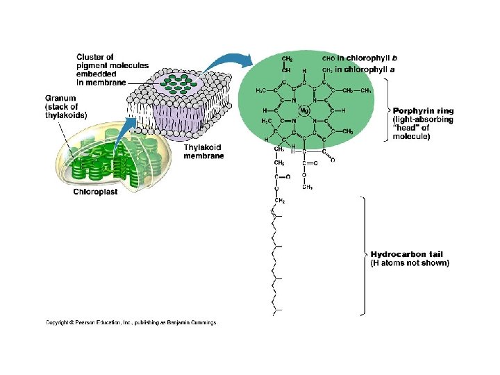 La cellula vegetale Plastidi cloroplasti amiloplasti ezioplasti proplastidi