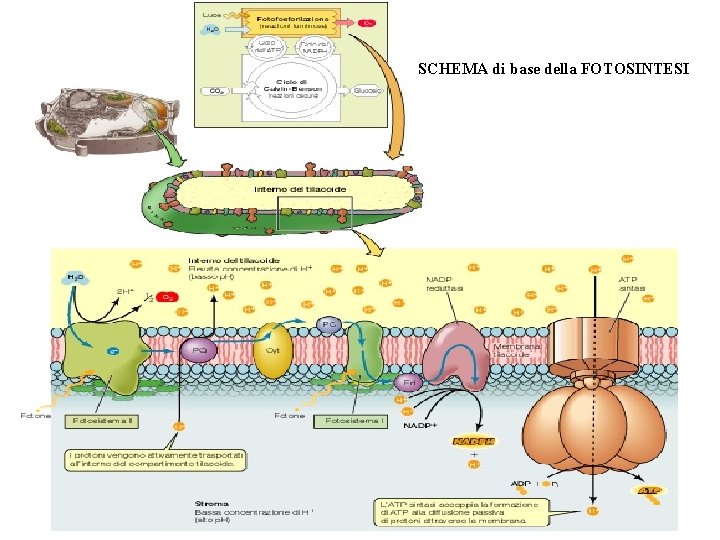 La cellula vegetale Plastidi cloroplasti amiloplasti ezioplasti proplastidi