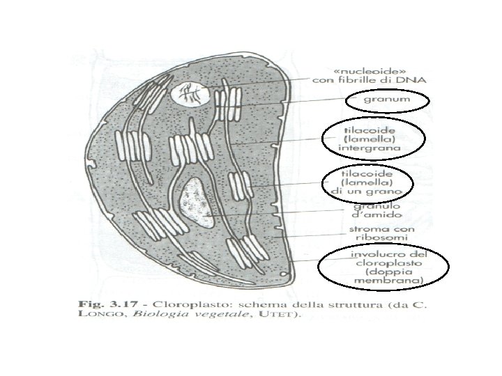 La cellula vegetale Plastidi cloroplasti amiloplasti ezioplasti proplastidi