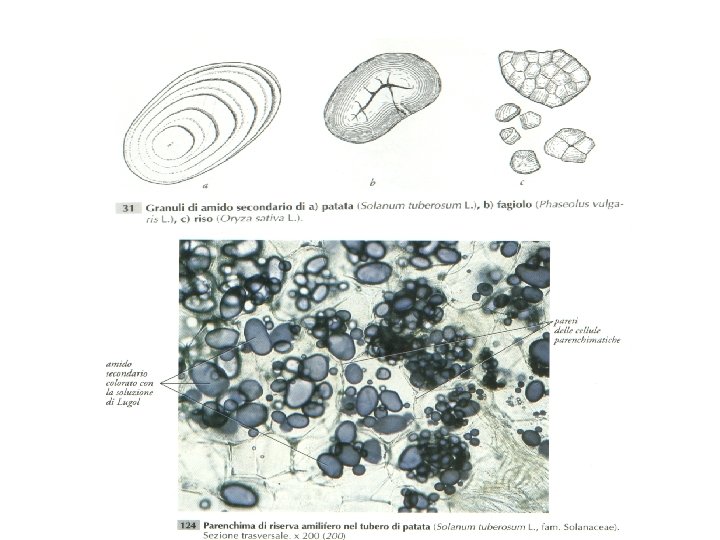 La cellula vegetale Plastidi cloroplasti amiloplasti ezioplasti proplastidi