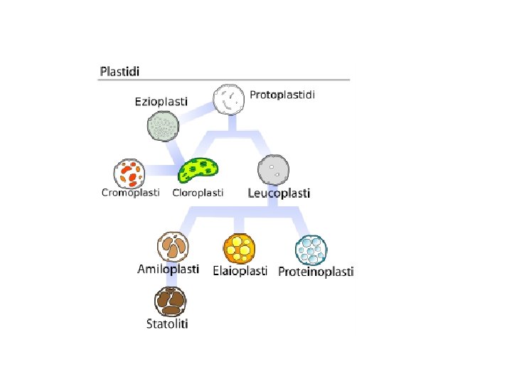 La cellula vegetale Plastidi cloroplasti amiloplasti ezioplasti proplastidi