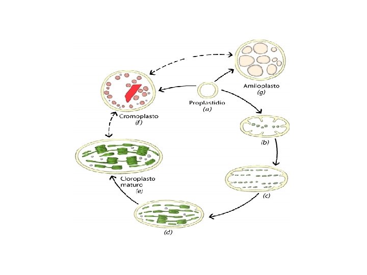 La cellula vegetale Plastidi cloroplasti amiloplasti ezioplasti proplastidi