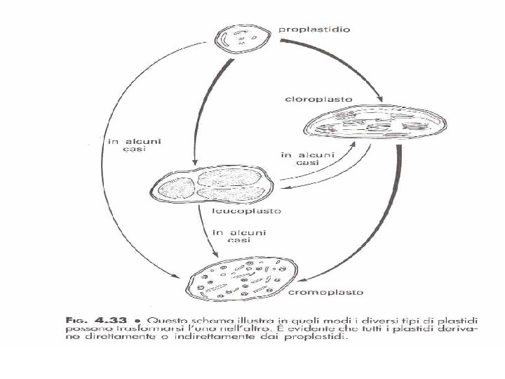 La cellula vegetale Plastidi cloroplasti amiloplasti ezioplasti proplastidi