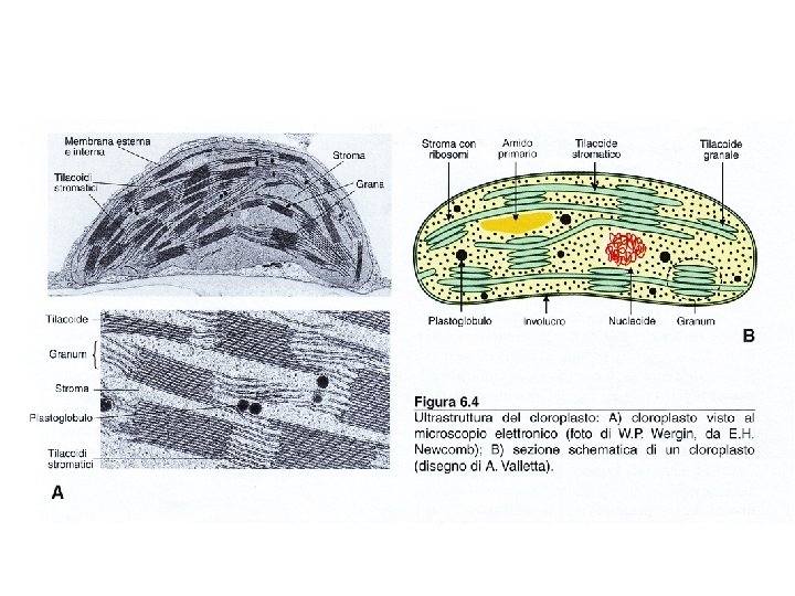 La cellula vegetale Plastidi cloroplasti amiloplasti ezioplasti proplastidi