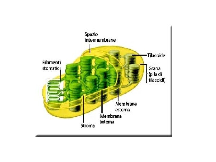 La cellula vegetale Plastidi cloroplasti amiloplasti ezioplasti proplastidi