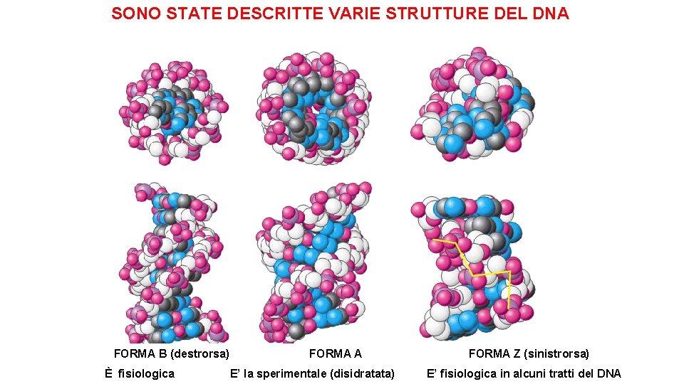 Integrative DNA SONO STATE DESCRITTE VARIE STRUTTURE DEL