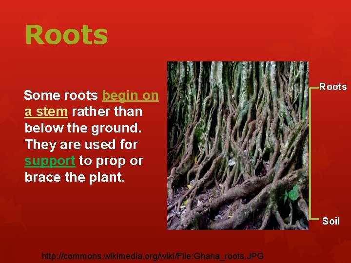 Plants and Their Adaptations Variations of Parts Roots