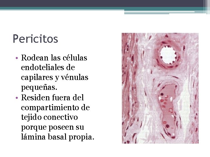 Dra Damaris Argueta Patloga general Tejido conectivo Objetivos