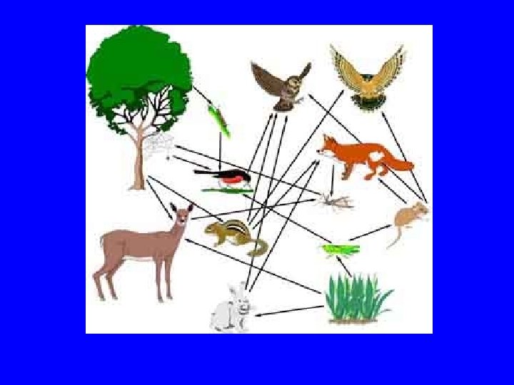 Food Chains Food Chain A series of events