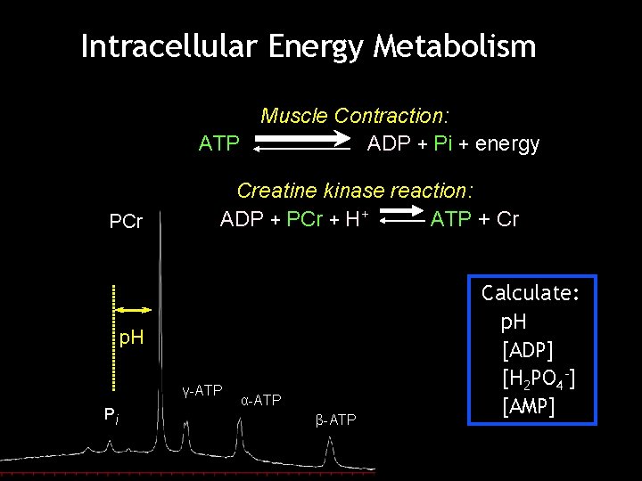Neural and Muscular Factors in Muscle Fatigue Fatigability