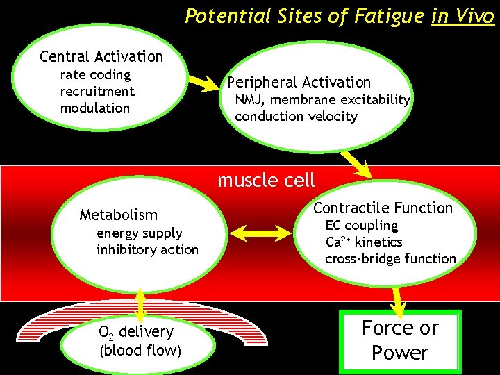 Neural and Muscular Factors in Muscle Fatigue Fatigability