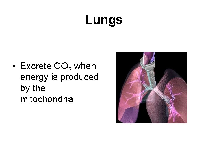 The Excretory System Functions Excretion Filtering metabolic wastes