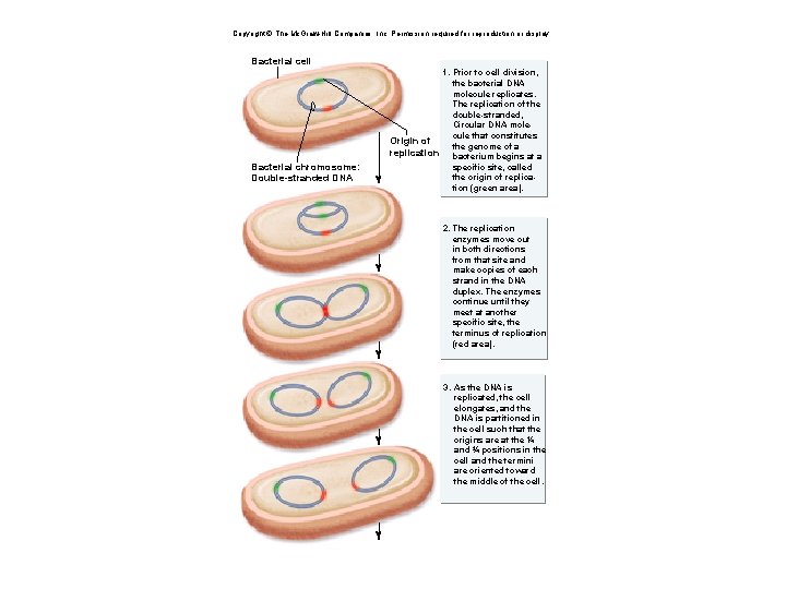 Chapter 10 How Cell Divide Copyright The Mc