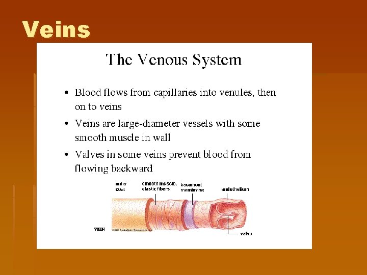 BLOOD VESSELS Arteries Away from the heart Oxygen