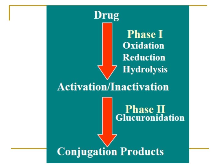 Pharmacokinetics III Concepts of Drug Disposition Prof Hanan