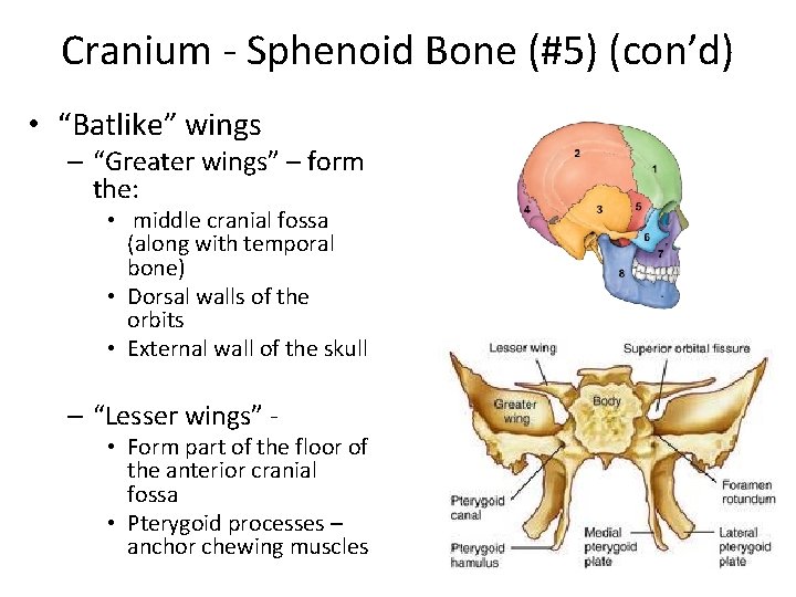 Bone Diversity Dr Anderson GCIT Bone Diversity There