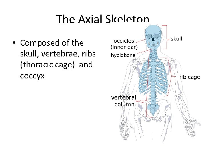 Bone Diversity Dr Anderson GCIT Bone Diversity There