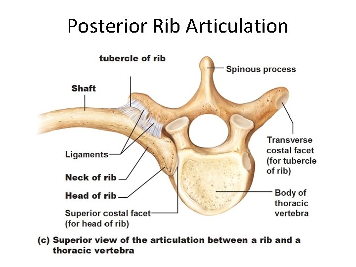 Bone Diversity Dr Anderson GCIT Bone Diversity There