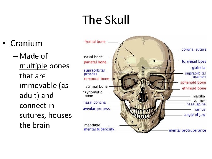 Bone Diversity Dr Anderson GCIT Bone Diversity There