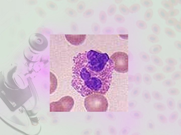 White Blood Cell Abnormalities Laboratory Procedures Let us