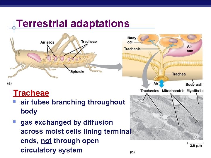 alveoli gills AP Biology Gas Exchange Respiratory Systems