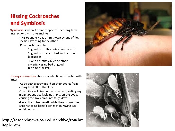 Hissing Cockroaches and Symbiosis is when 2 or