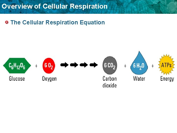 Overview of Cellular Respiration KEY CONCEPT The overall