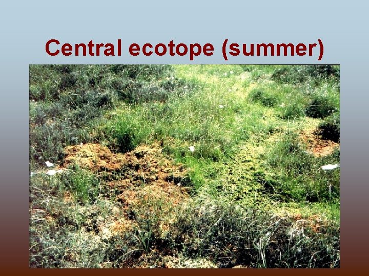 Relationships between biotic abiotic conditions on Clara Bog