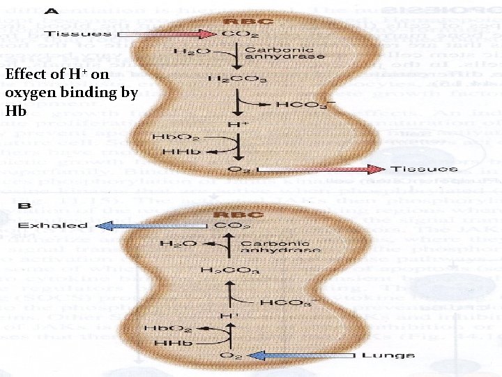 Metabolism of Red Blood Cell Membrane Stability Prof