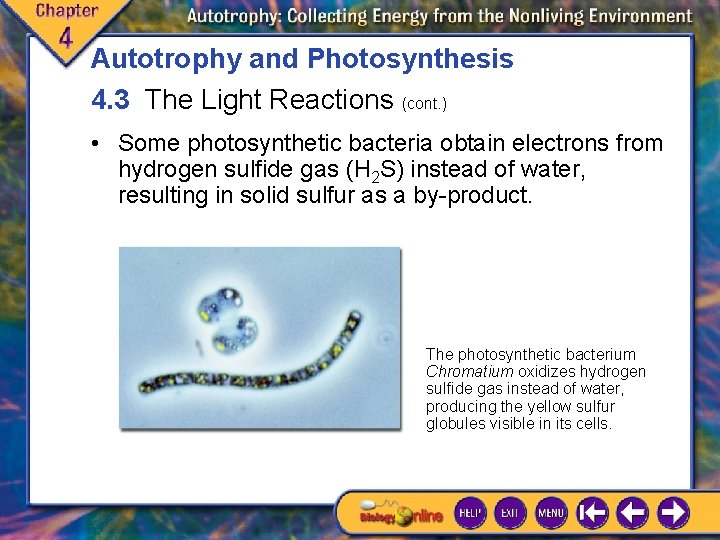 Chapter Menu Chapter Introduction Autotrophy and Photosynthesis 4
