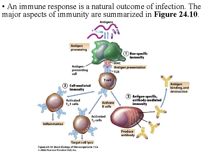 CHAPTER 24 Diagnostic Microbiology and Immunology GrowthDependent ...