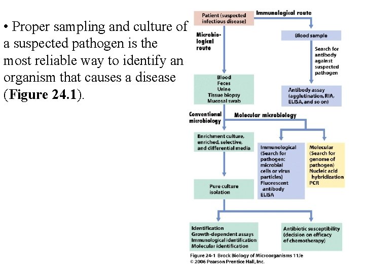 CHAPTER 24 Diagnostic Microbiology and Immunology GrowthDependent ...