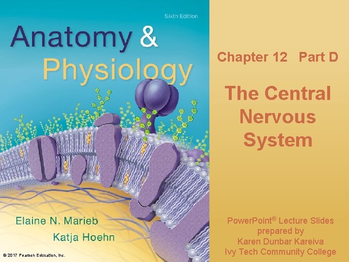 Chapter 12 Part D The Central Nervous System