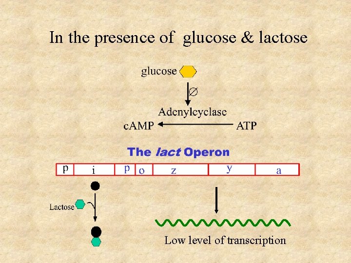 Regulation of gene expression References 1 Stryer Biochemistry