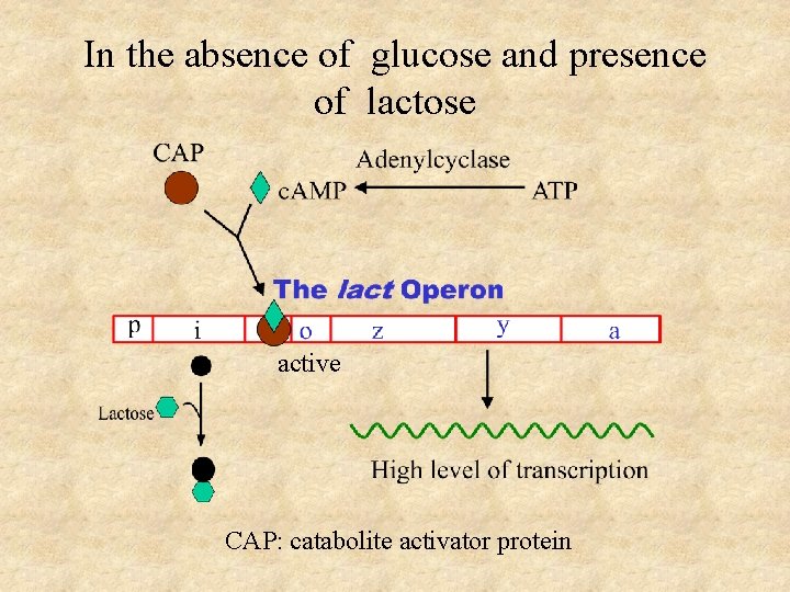 Regulation of gene expression References 1 Stryer Biochemistry