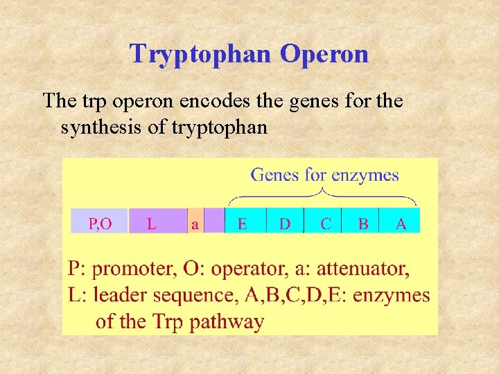Regulation of gene expression References 1 Stryer Biochemistry