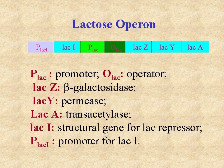 Regulation of gene expression References 1 Stryer Biochemistry