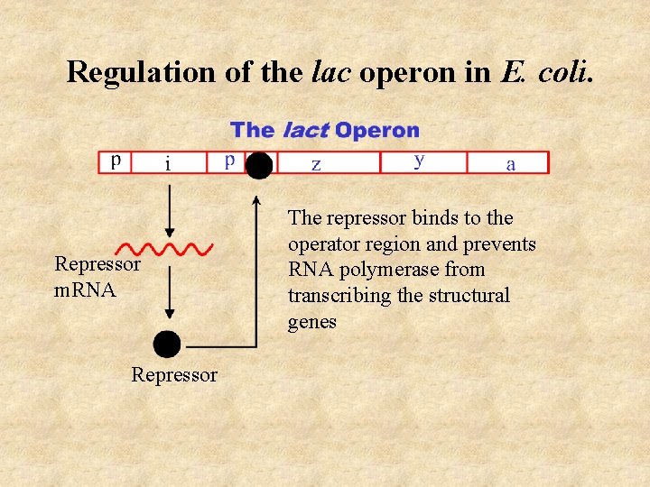 Regulation of gene expression References 1 Stryer Biochemistry