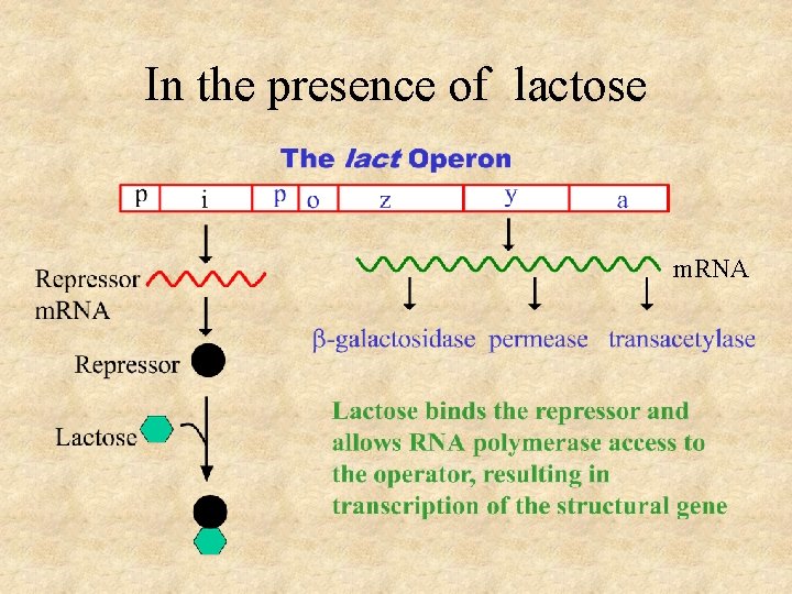 Regulation of gene expression References 1 Stryer Biochemistry