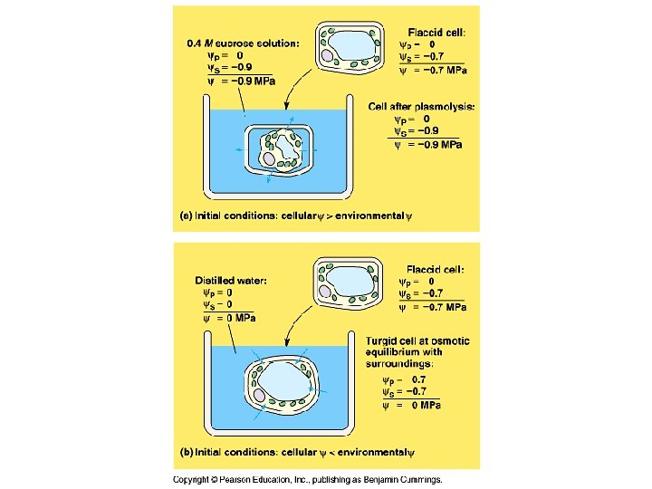 Plant Transport Transpiration and Phloem Movement Brown algae