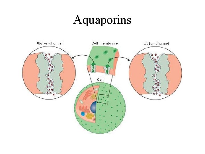 Plant Transport Transpiration and Phloem Movement Brown algae