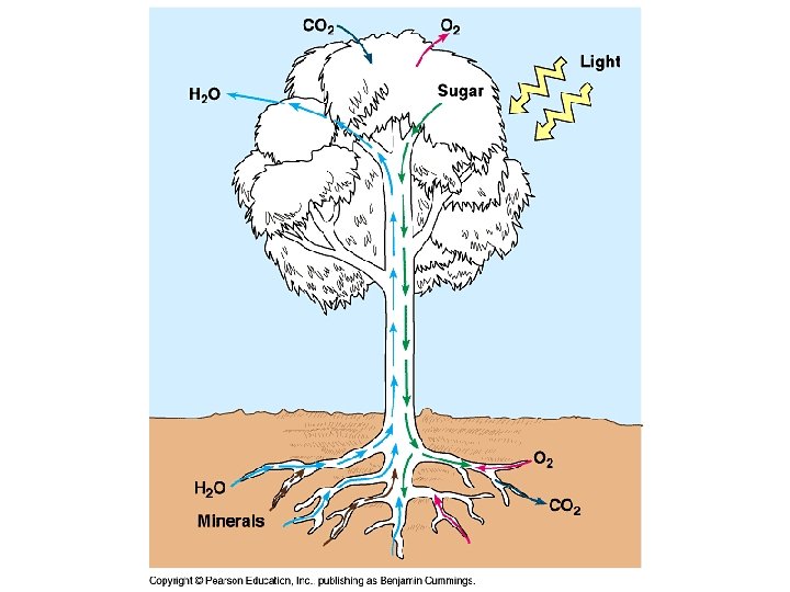 Plant Transport Transpiration and Phloem Movement Brown algae