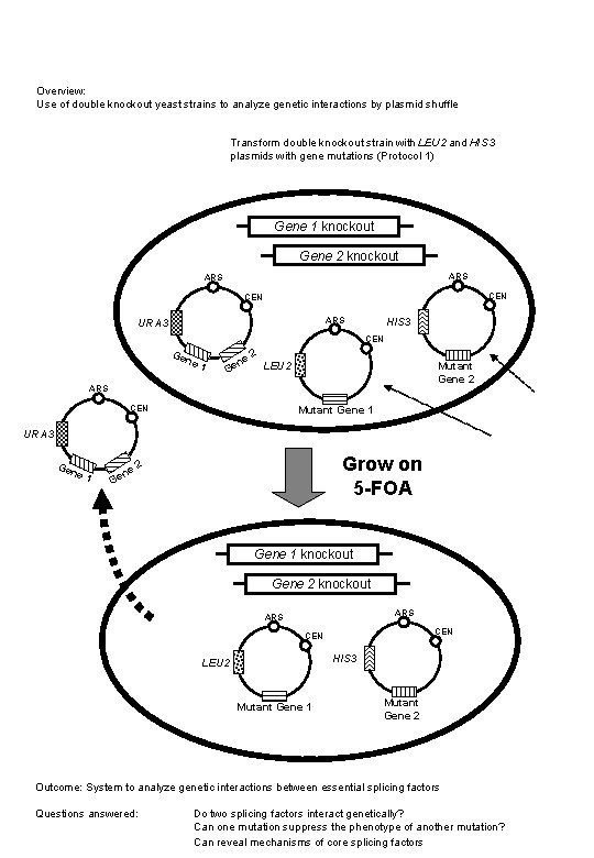 Overview Use of double knockout yeast strains to