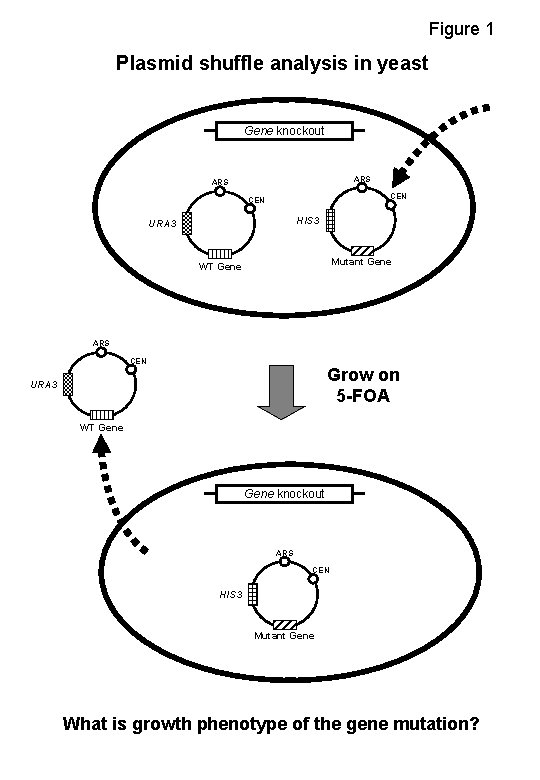 Overview Use of double knockout yeast strains to
