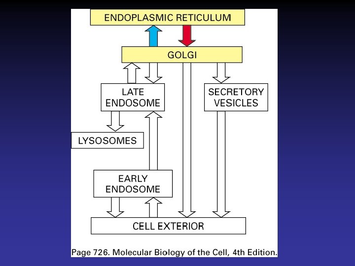 Vesicular Traffic II Endocytic and secretory pathways red