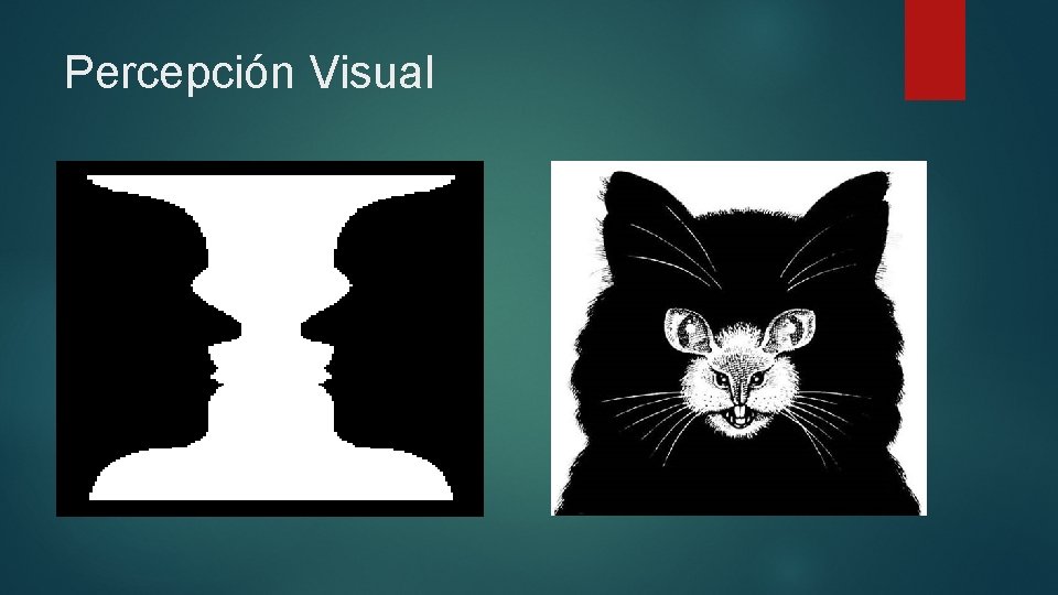 Percepcin La percepcin es el proceso mediante el