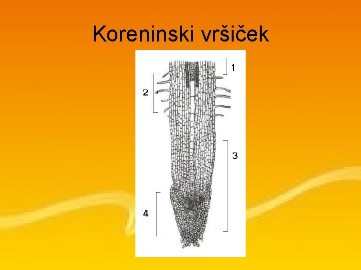 KORENINA RASTLINSKI ORGANI Naloge korenin srkanje vode in
