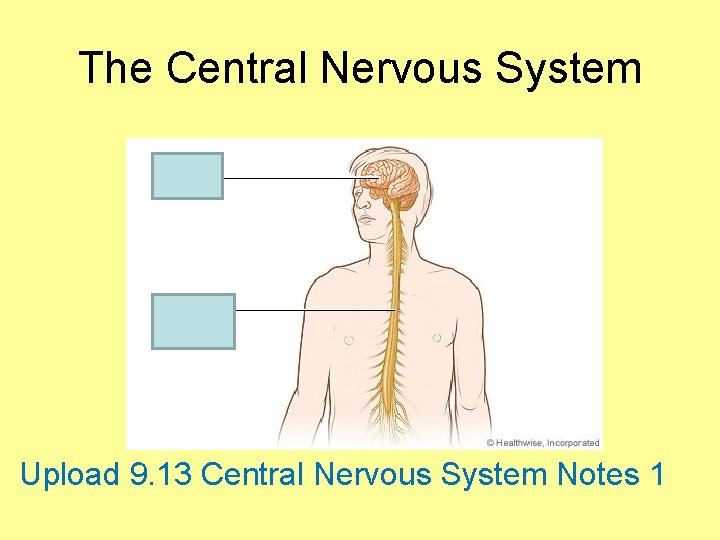 The Central Nervous System Upload 9 13 Central
